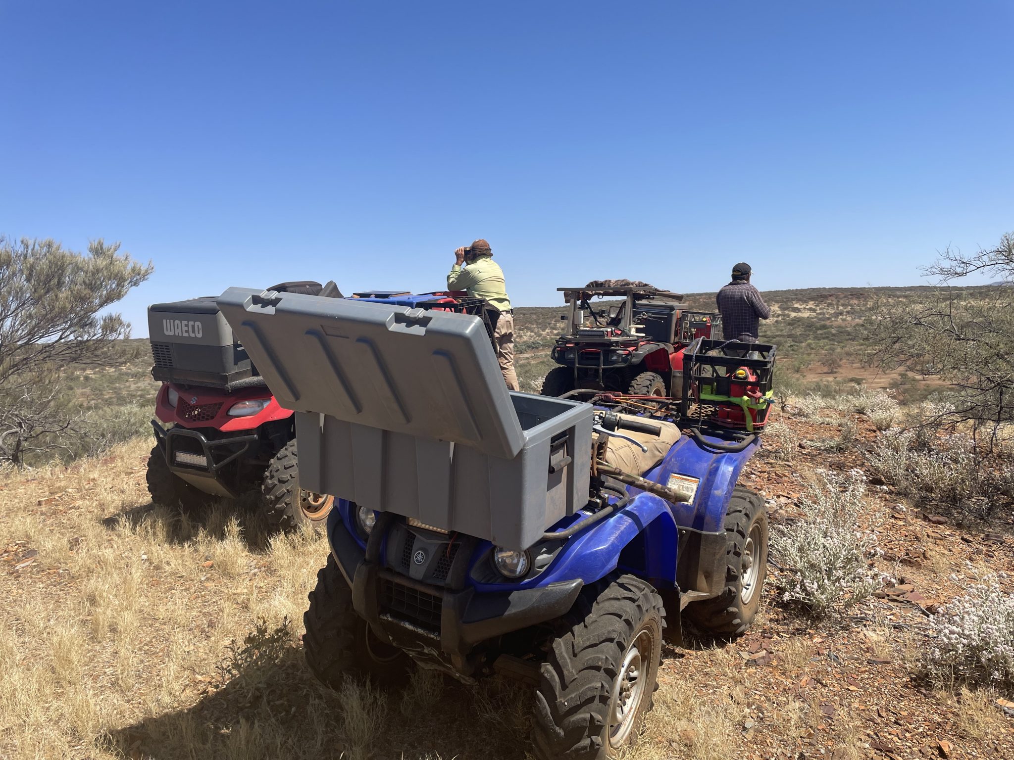 Australian feral donkeys - Napier Field Masters